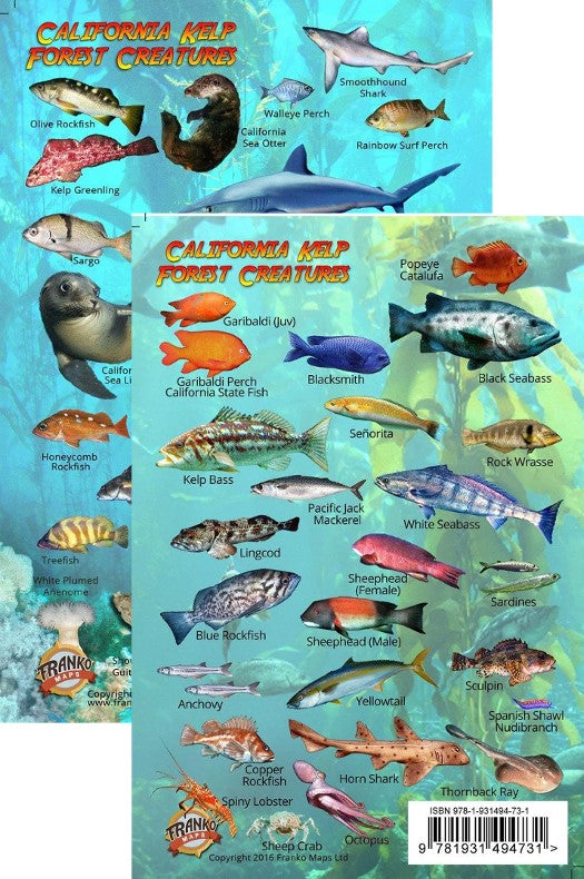 Franko's Laminated MINI Reef Creature Fish ID Cards – House of Scuba