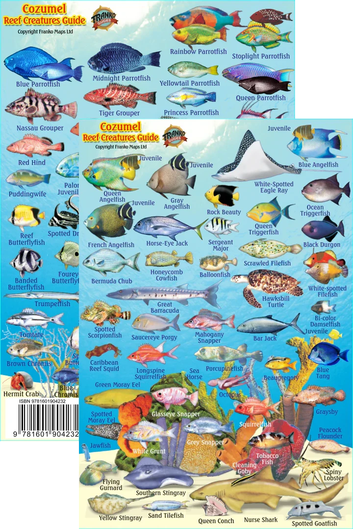 Franko's Laminated MINI Reef Creature Fish ID Cards – House of Scuba