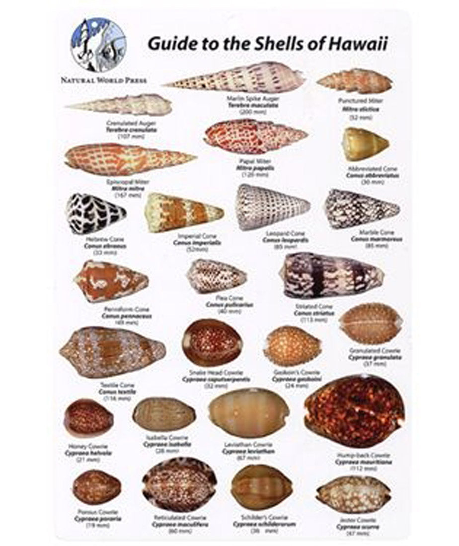 Natural World Press Common Shells of Hawaii & the Pacific – House of Scuba